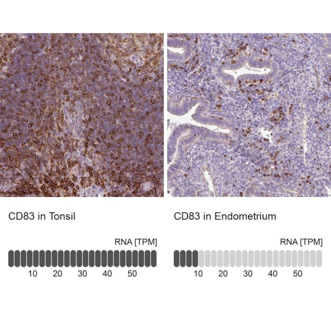 CD83 Polyclonal Antibody (PA5-83558)