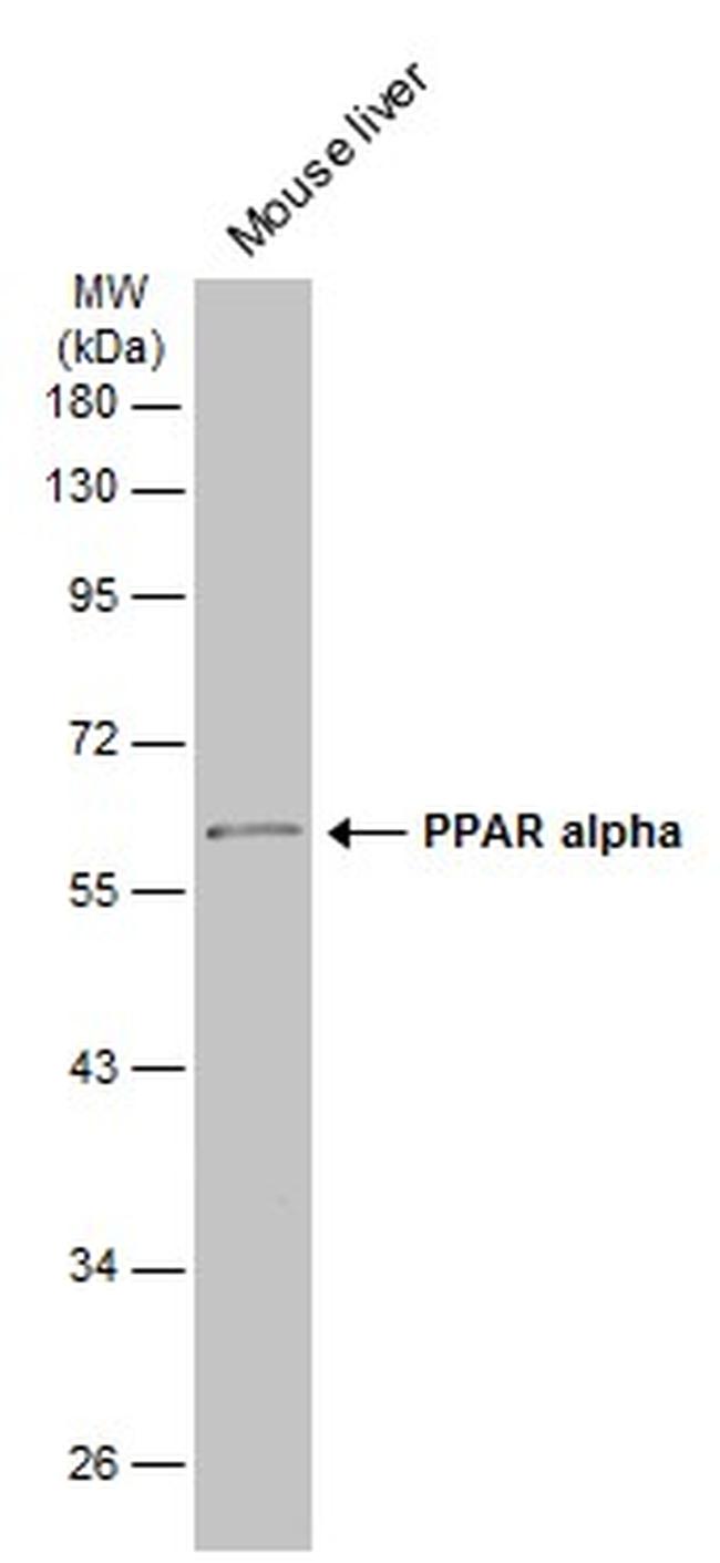 PPAR alpha Antibody (PA5-85125)