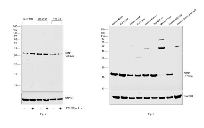BDNF Polyclonal Antibody (PA5-85730)