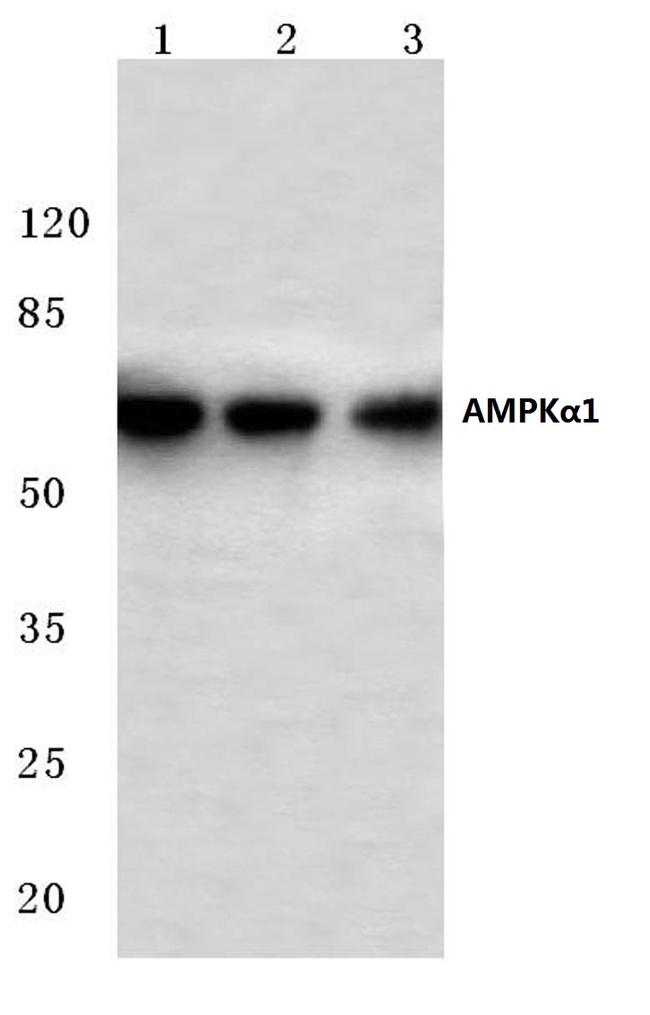 AMPK alpha-1 Antibody (PA5-86105)