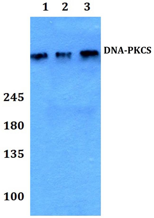 DNA-PK Antibody (PA5-86134)