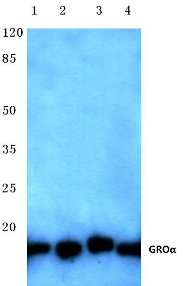 CXCL1 Polyclonal Antibody (PA5-86508)