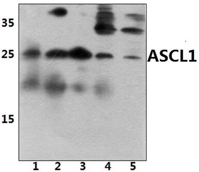 ASCL1 Antibody (PA5-86633)
