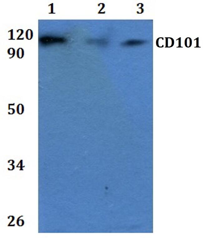 CD101 Antibody (PA5-86878)
