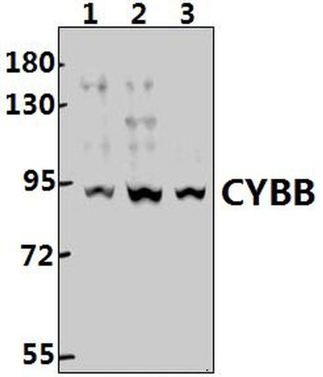 NOX2 Antibody (PA5-87332)