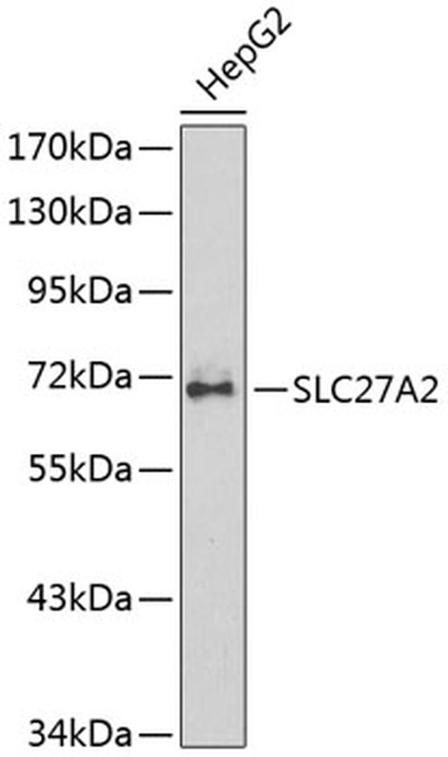 SLC27A2 Antibody (PA5-88033)