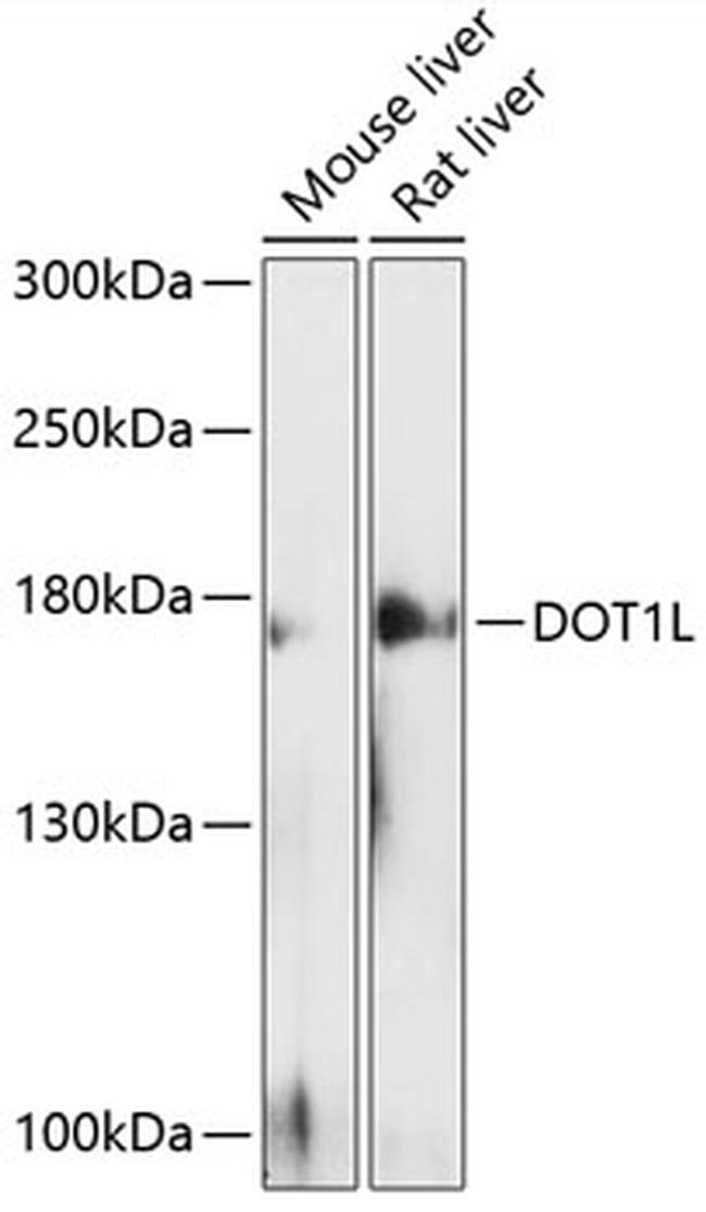Dot1L Antibody (PA5-88484)
