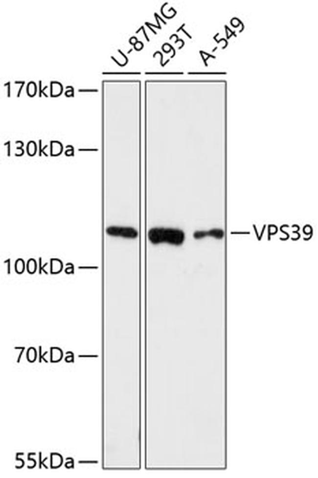 VPS39 Antibody (PA5-88969)