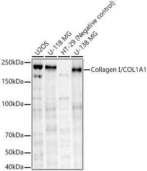 COL1A1 Polyclonal Antibody (PA5-89281)