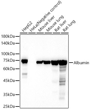 Albumin Polyclonal Antibody (PA5-89332)