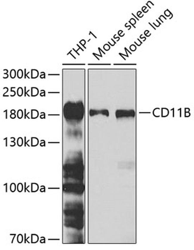 CD11b Antibody (PA5-90724)