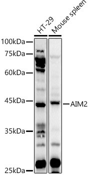 AIM2 Polyclonal Antibody (PA5-91996)