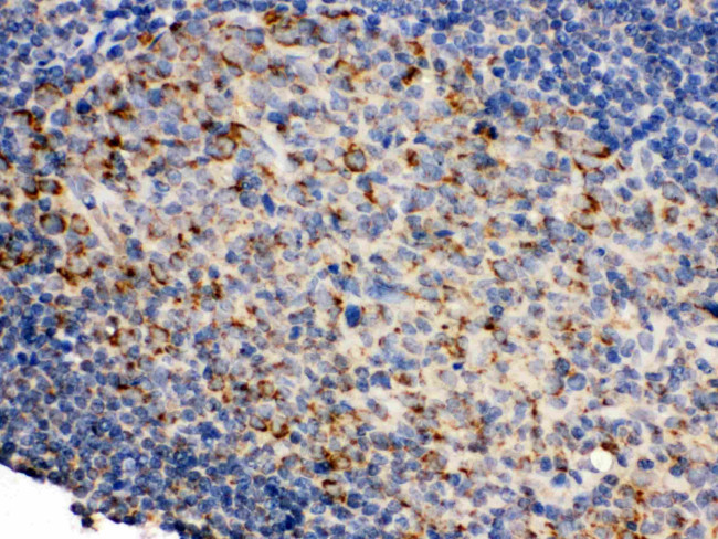 CD19 Antibody (PA5-95326)