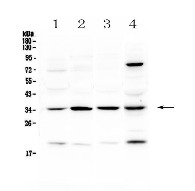 STUB1 Polyclonal Antibody (PA5-95507)