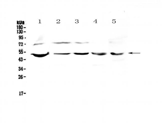ESRRG Polyclonal Antibody (PA5-95510)
