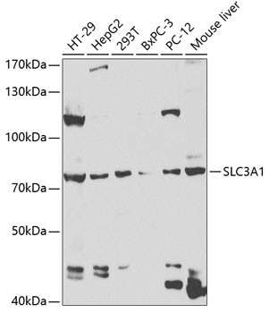 SLC3A1 Polyclonal Antibody (PA5-96347)