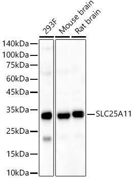 SLC25A11 Polyclonal Antibody (PA5-96958)