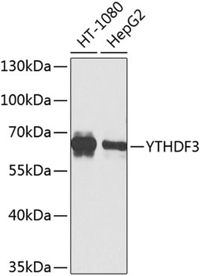 YTHDF3 Antibody (PA5-97034)