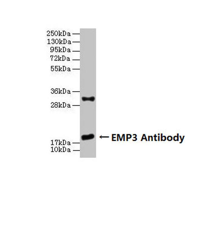 EMP3 Antibody (PA5-97705)