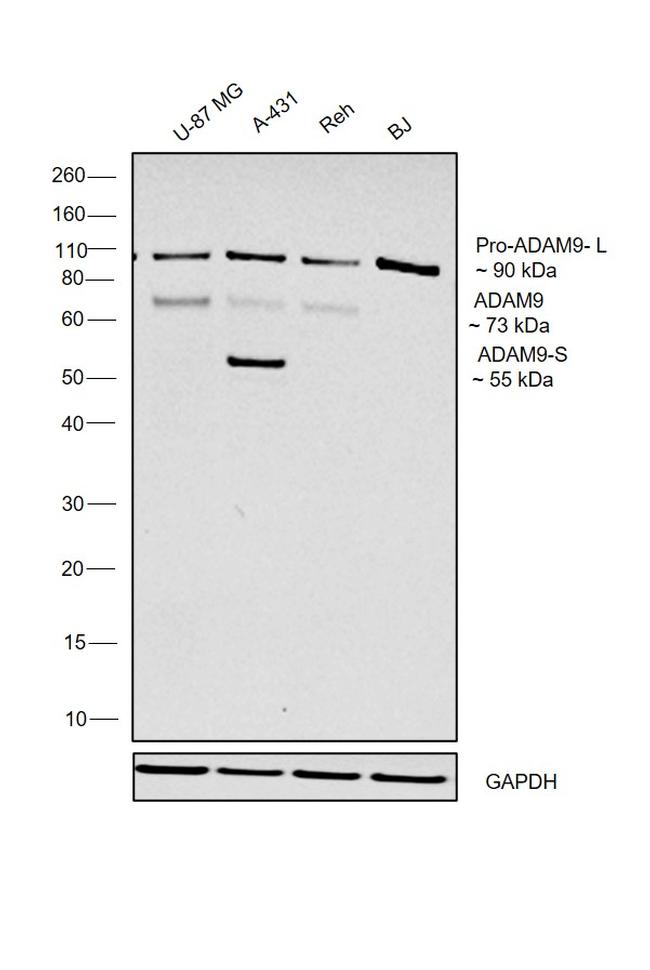 ADAM9 Polyclonal Antibody (PA5-17080)