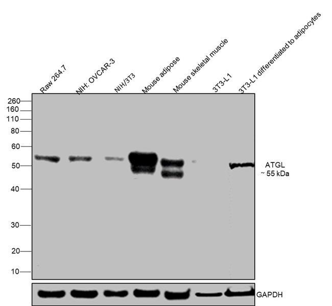 ATGL Polyclonal Antibody (PA5-17436)