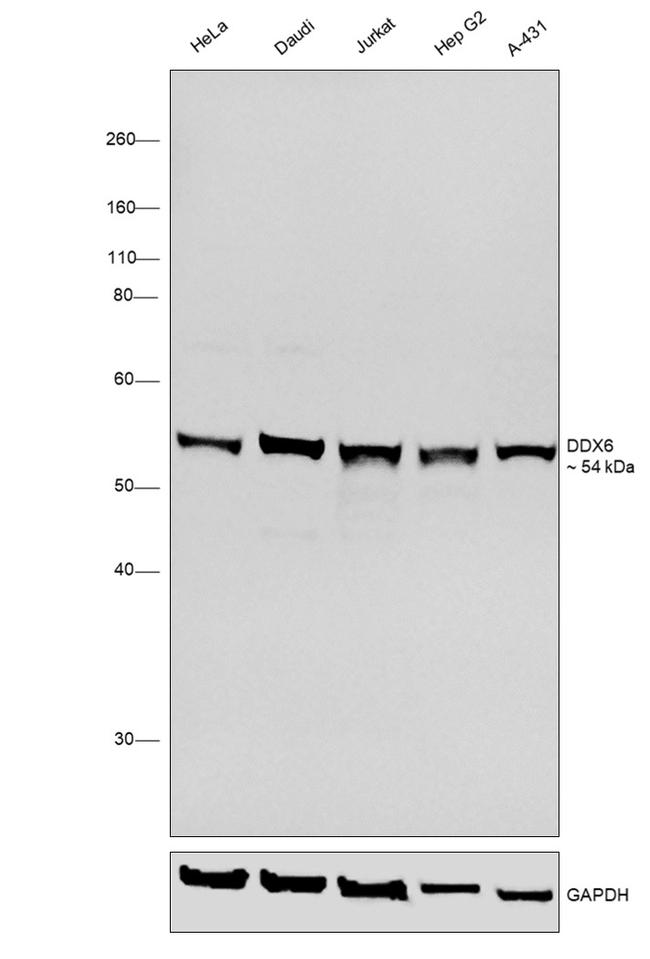 DDX6 Polyclonal Antibody (PA5-18478)