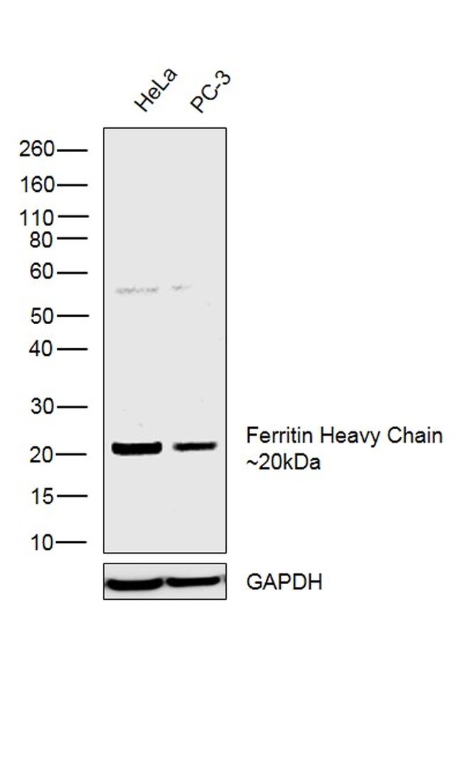 Ferritin Heavy Chain Polyclonal Antibody (PA5-19058)