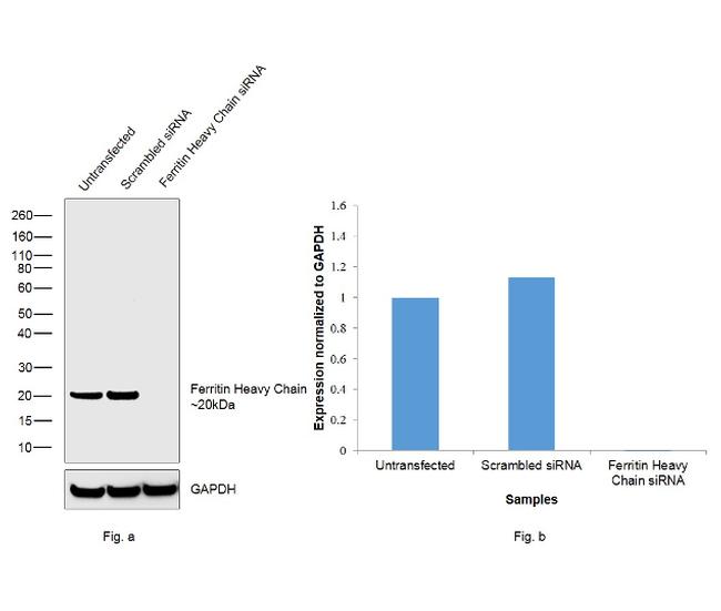 Ferritin Heavy Chain Antibody (PA5-19058)