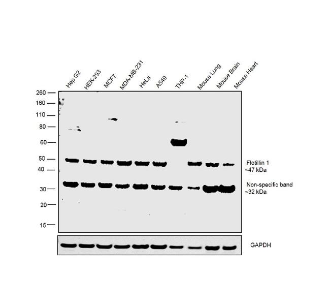 Flotillin 1 Antibody (PA5-19713)