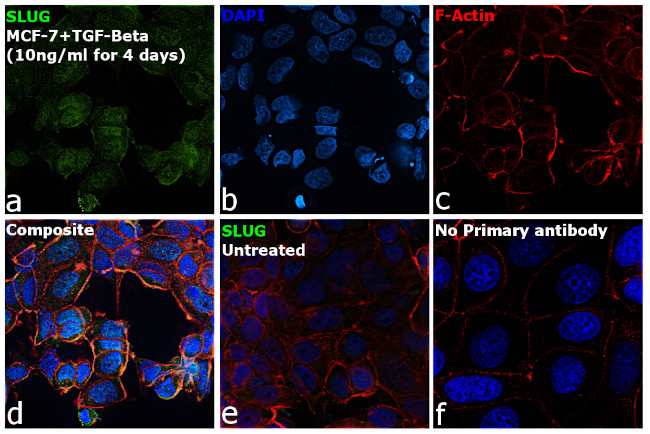 SLUG Antibody (PA5-20289)