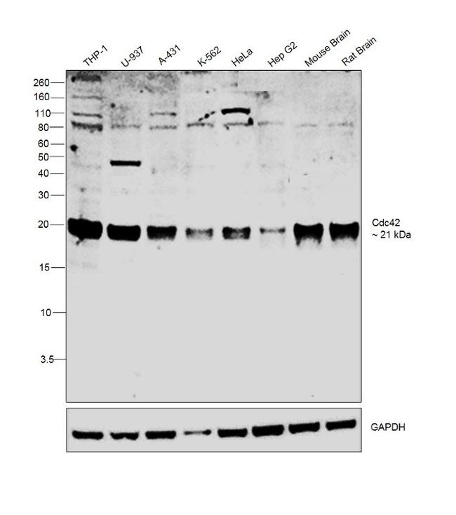 Cdc42 Antibody (PA5-20764)