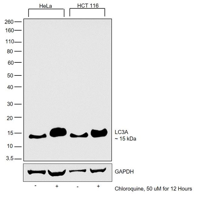 LC3A Polyclonal Antibody (PA5-22990)