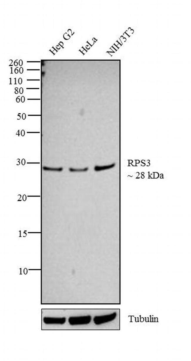 RPS3 Polyclonal Antibody (PA5-27974)