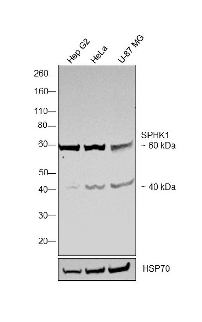 SPHK1 Antibody (PA5-28099)