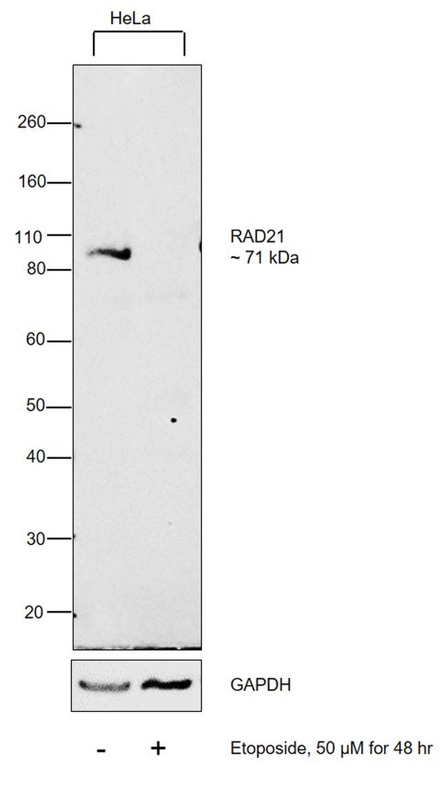 RAD21 Antibody (PA5-28344)