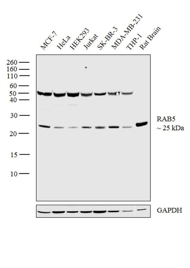 RAB5 Polyclonal Antibody (PA5-29022)
