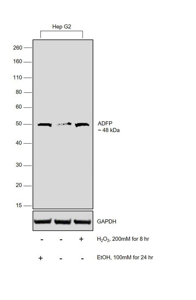 ADFP Antibody (PA5-29099)