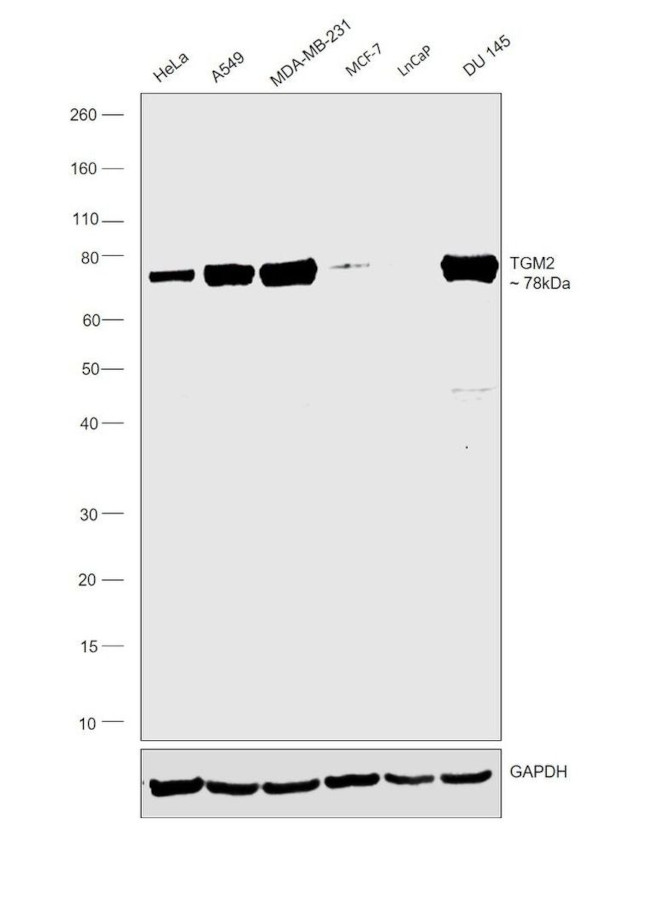 TGM2 Antibody (PA5-29356)
