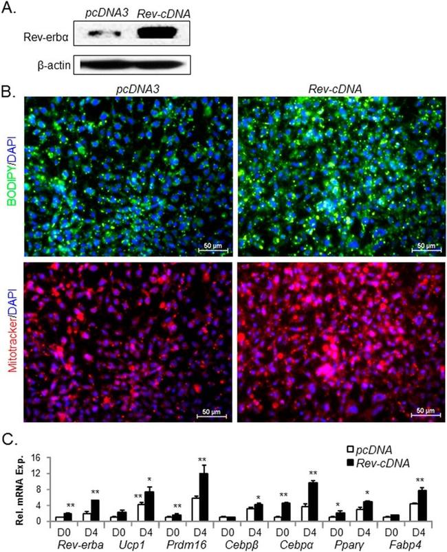 NR1D1 Antibody (PA5-29865)