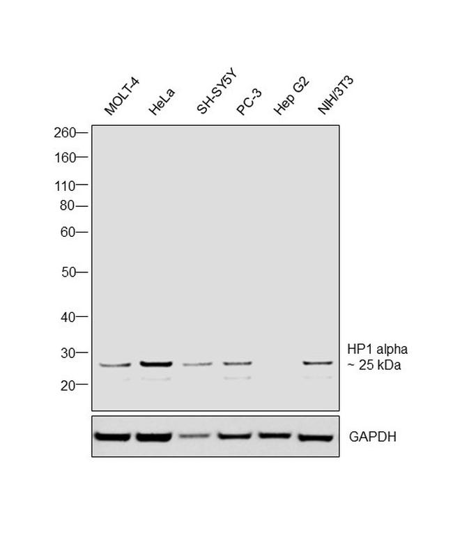 HP1 alpha Polyclonal Antibody (PA5-29879)