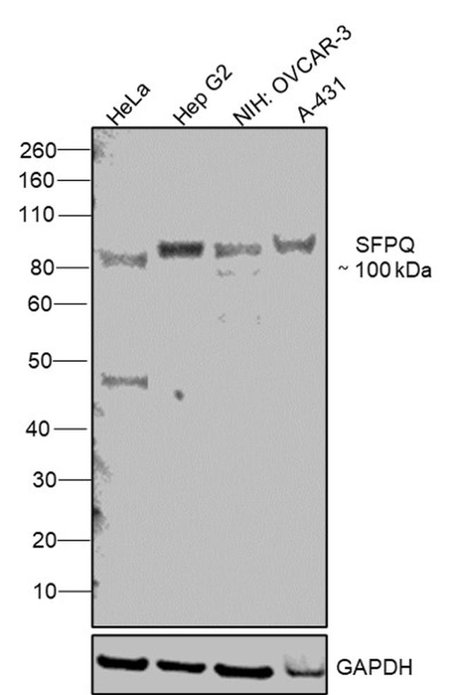 SFPQ Polyclonal Antibody (PA5-29948)
