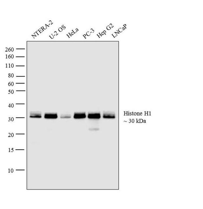 Histone H1 Antibody (PA5-30055)
