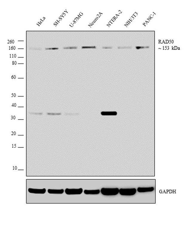 RAD50 Polyclonal Antibody (PA5-31554)