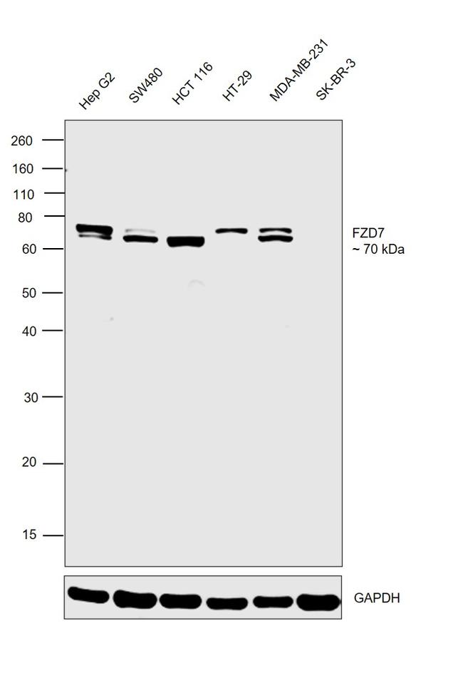 FZD7 Polyclonal Antibody (PA5-33559)