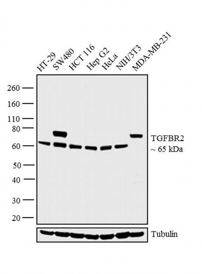 TGFBR2 Polyclonal Antibody (PA5-36115)