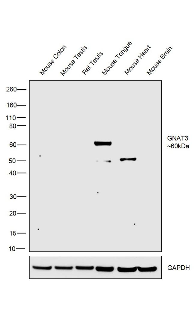 GNAT3 Polyclonal Antibody (PA5-50670)