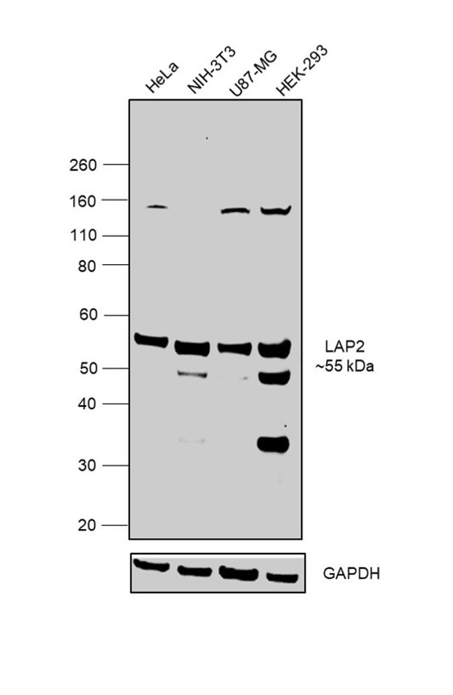 LAP2 Polyclonal Antibody (PA5-52519)