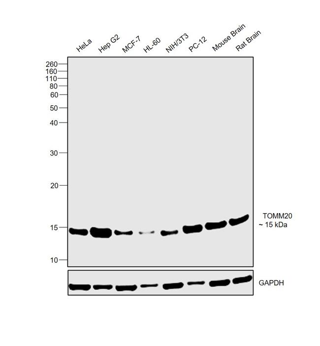 TOMM20 Polyclonal Antibody (PA5-52843)