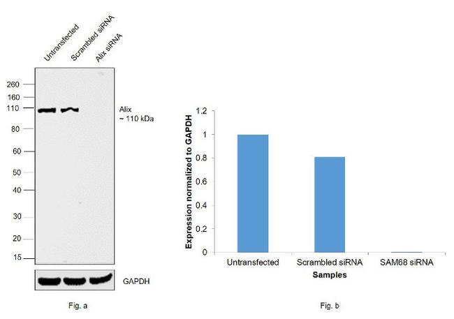 Alix Antibody (PA5-52873)