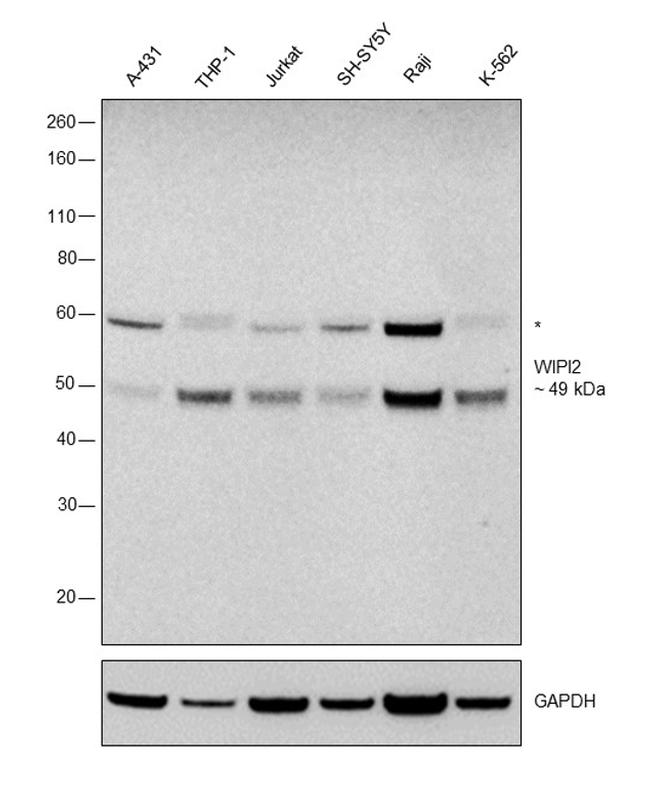 WIPI2 Polyclonal Antibody (PA5-54098)